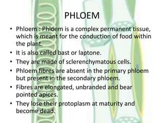 Components of xylem and phloem | PPTX