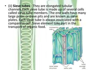 Components of xylem and phloem | PPTX