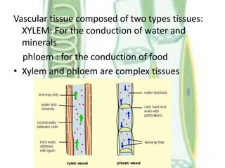 Components of xylem and phloem | PPTX