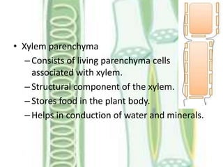 Components of xylem and phloem | PPTX