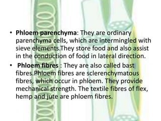 Phloem Fibres