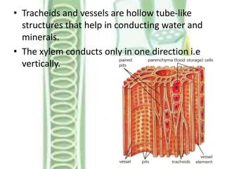 Xylem Structure