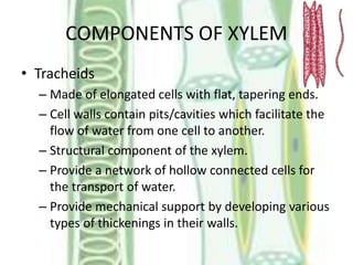 Xylem Cell For Kids