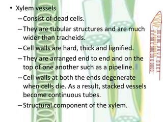 Xylem Cell Diagram Labelled