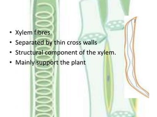 Xylem Diagram For Kids