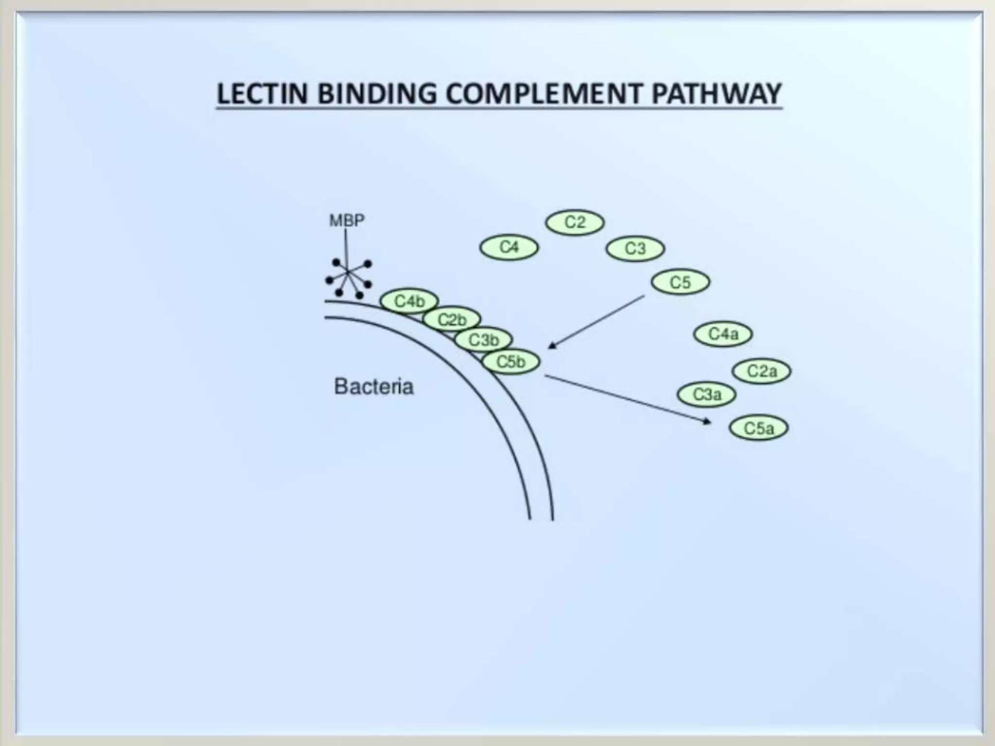 Complement system | PPTX