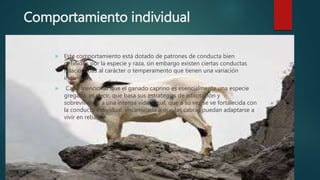 Comportamiento caprino (1) | PPT