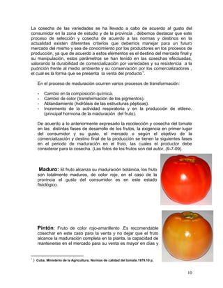 Comportamiento de dos variedades de tomate | PDF