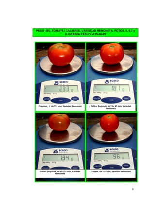 Comportamiento de dos variedades de tomate | PDF