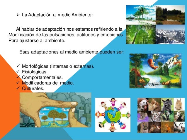 La capacidad de adapatación del ser humano - Mind Map