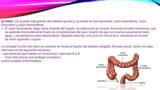 Composición del Sistema Digestivo | PPTX