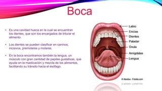 Composición del Sistema Digestivo | PPTX
