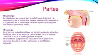 Composición del Sistema Digestivo | PPTX