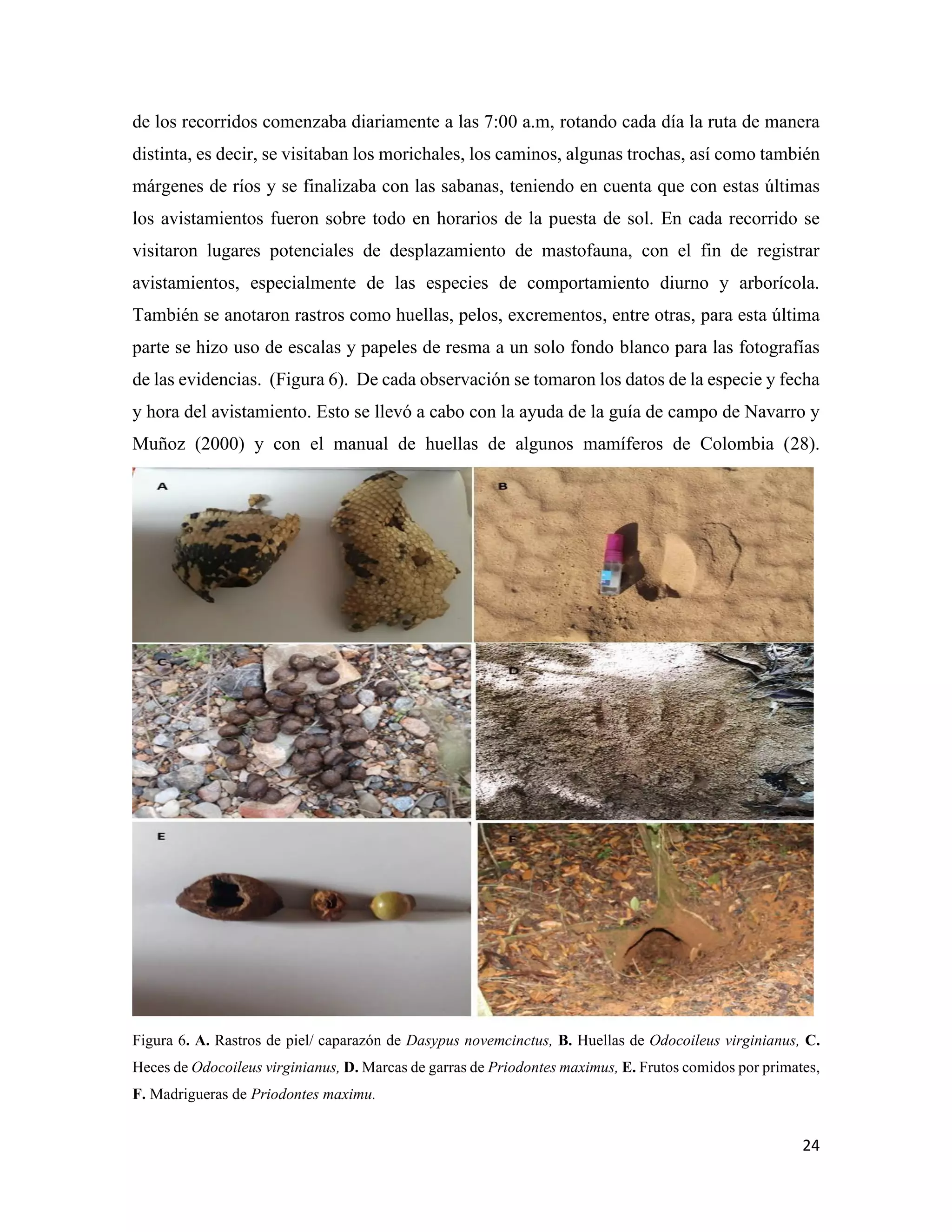 Composición y estructura de la comunidad de mamíferos Mammalia ...
