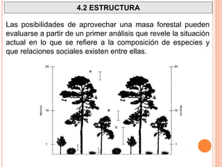 Composición y estructura del bosque parte I | PPTX