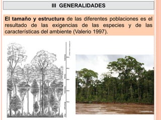 Composición y estructura del bosque parte I | PPTX