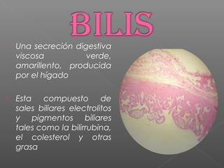 Composicion de-la-bilis | PPT