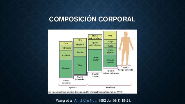 Composicion corporal