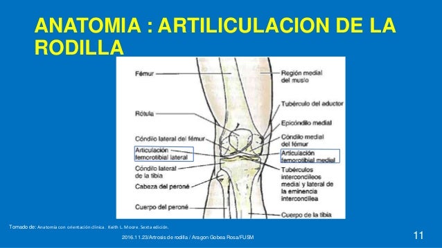 Composicion de cartilago y artrosis de rodilla completo