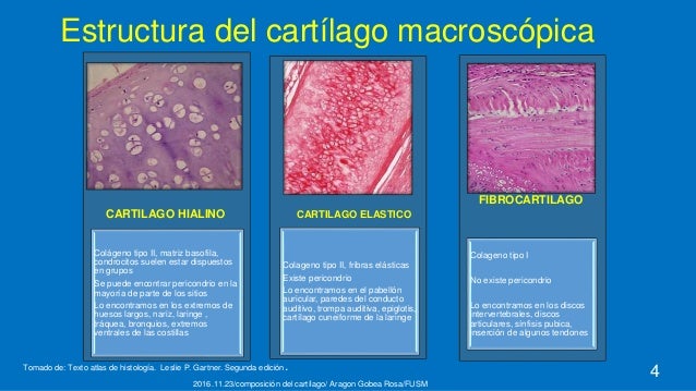 Composicion de cartilago y artrosis de rodilla completo