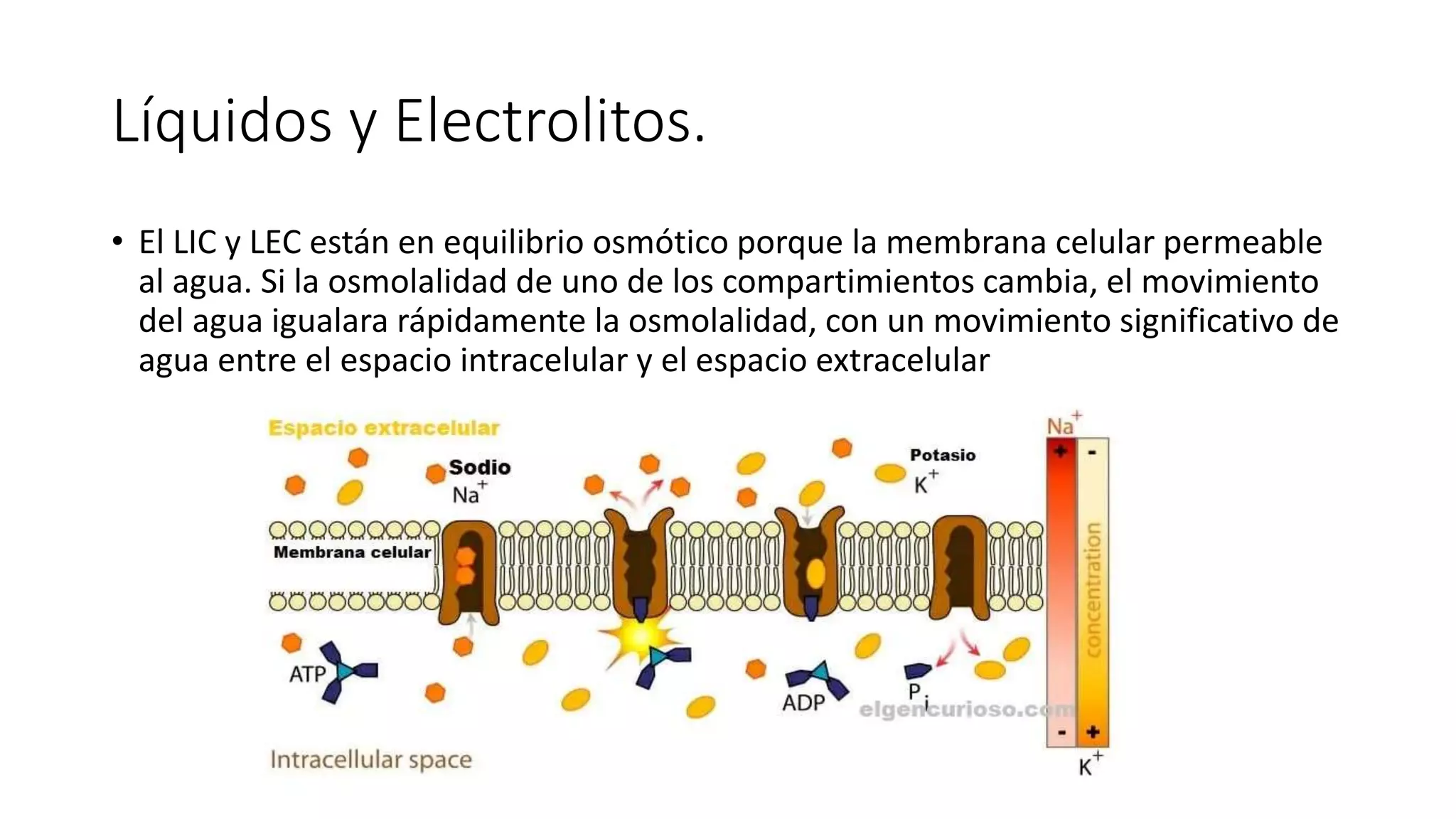 composicion de liquidos corporales.pptx