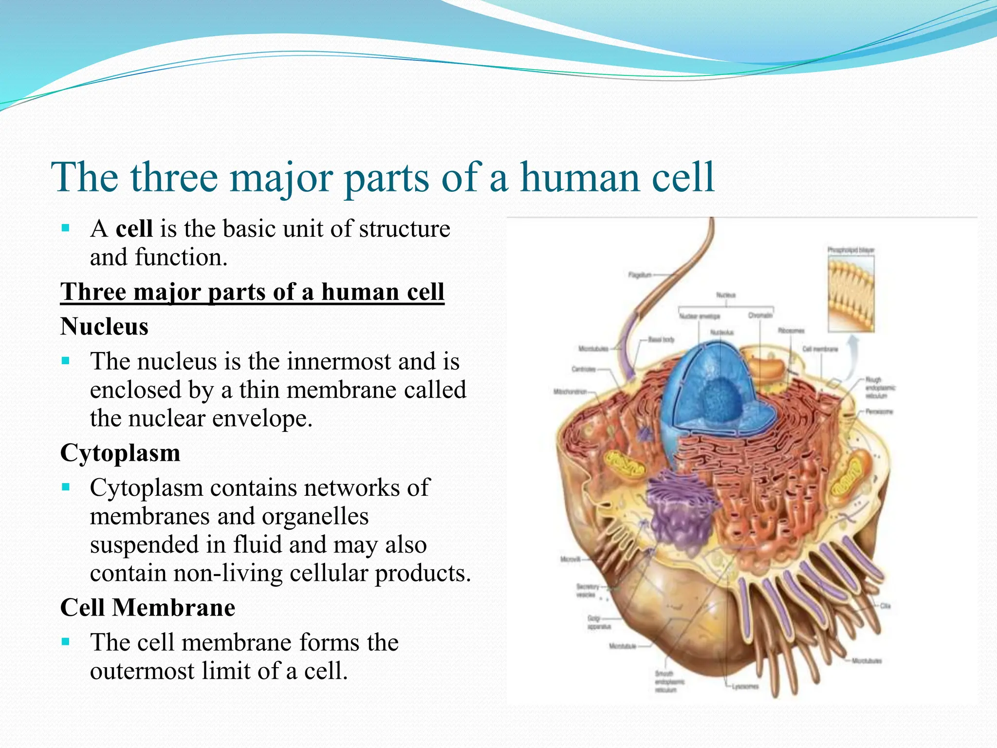 Composite Cell lecture to facilitate learning fir 1st year students. | PPT