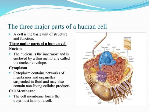 Composite Cell lecture to facilitate learning fir 1st year students. | PPT