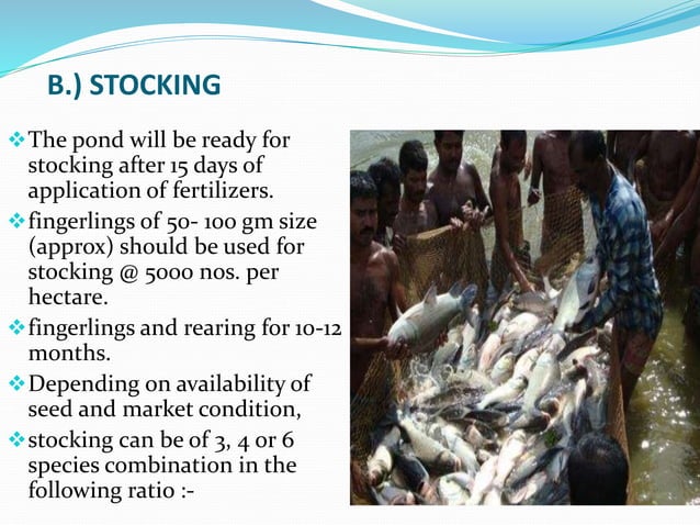 Composite fish culture | PPTX | Agriculture | Industries