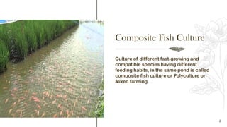 Composite fish culture in India (Exotic carp, Indian Major carp).pptx