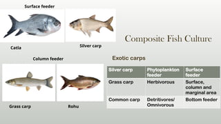 Composite fish culture in India (Exotic carp, Indian Major carp).pptx