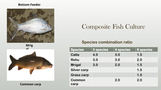 Composite fish culture in India (Exotic carp, Indian Major carp).pptx
