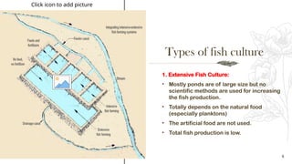 Composite fish culture in India (Exotic carp, Indian Major carp).pptx