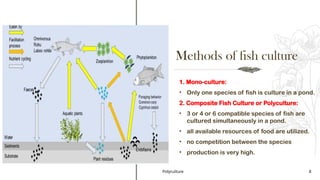 Composite fish culture in India (Exotic carp, Indian Major carp).pptx