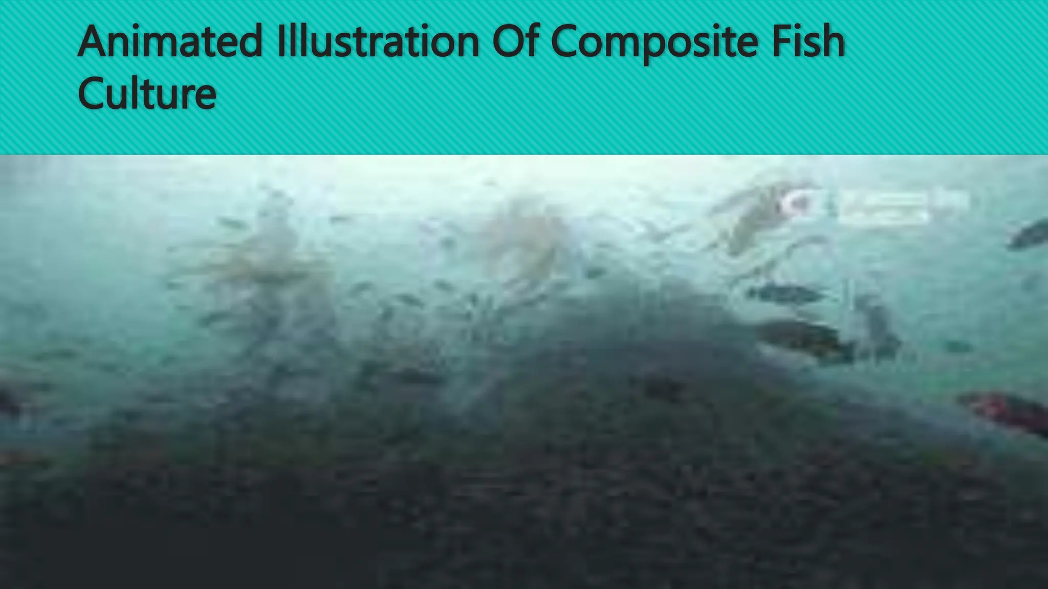 Composite Fish Culture by Ashish Verma.pptx