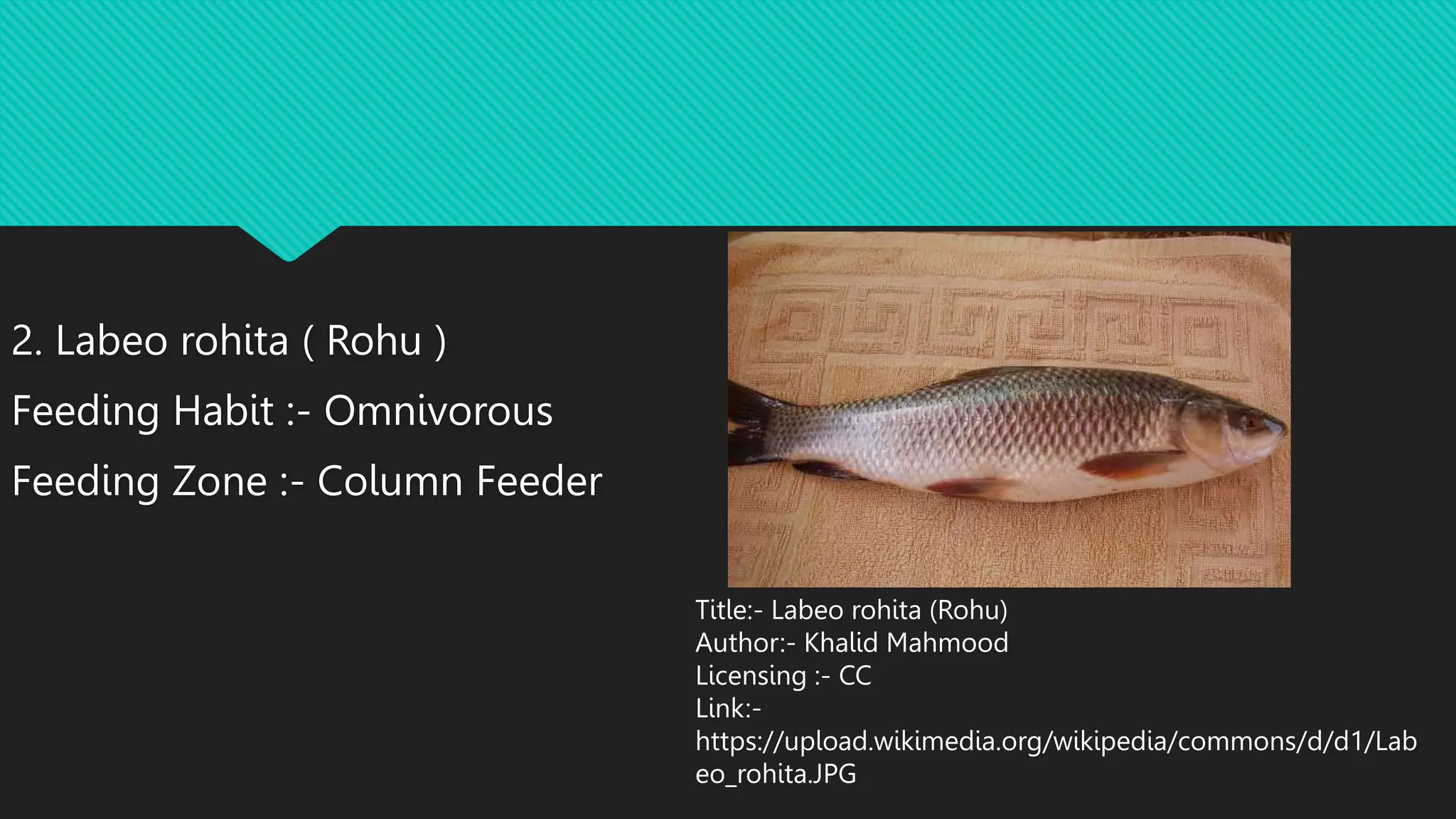 Composite Fish Culture by Ashish Verma.pptx