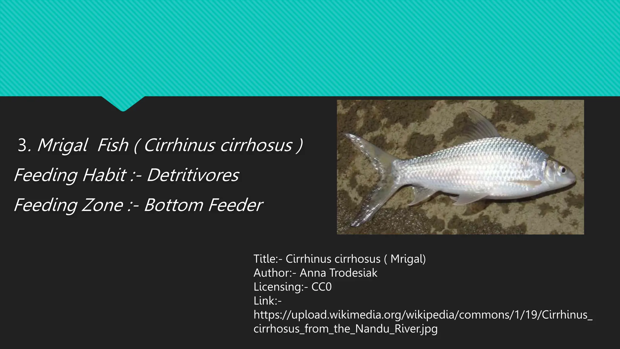 Composite Fish Culture by Ashish Verma.pptx