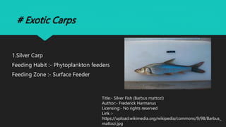 Composite Fish Culture by Ashish Verma.pptx