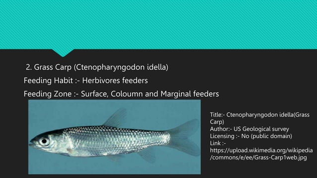 Composite Fish Culture by Ashish Verma.pptx | Agriculture | Industries