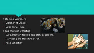 Composite Fish Culture by Ashish Verma.pptx