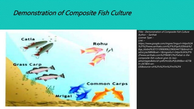Composite Fish Culture by Ashish Verma.pptx | Agriculture | Industries