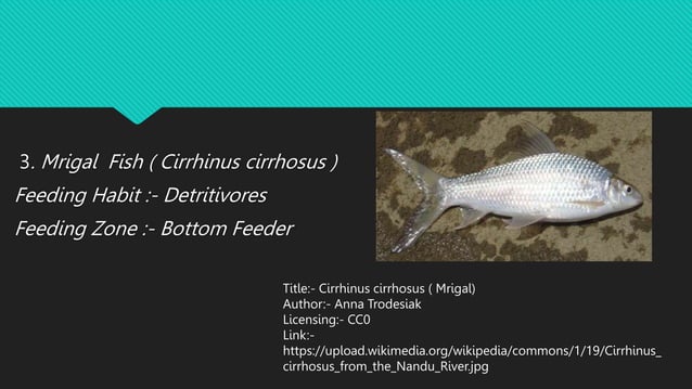 Composite Fish Culture by Ashish Verma.pptx | Agriculture | Industries