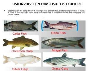 Composite Fish Culture