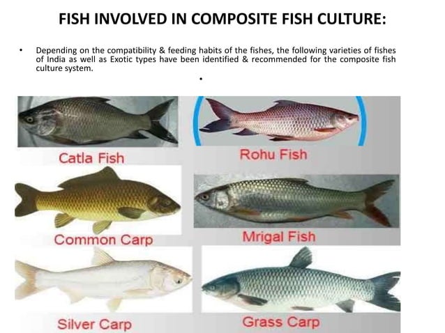 Composite fish culture system
