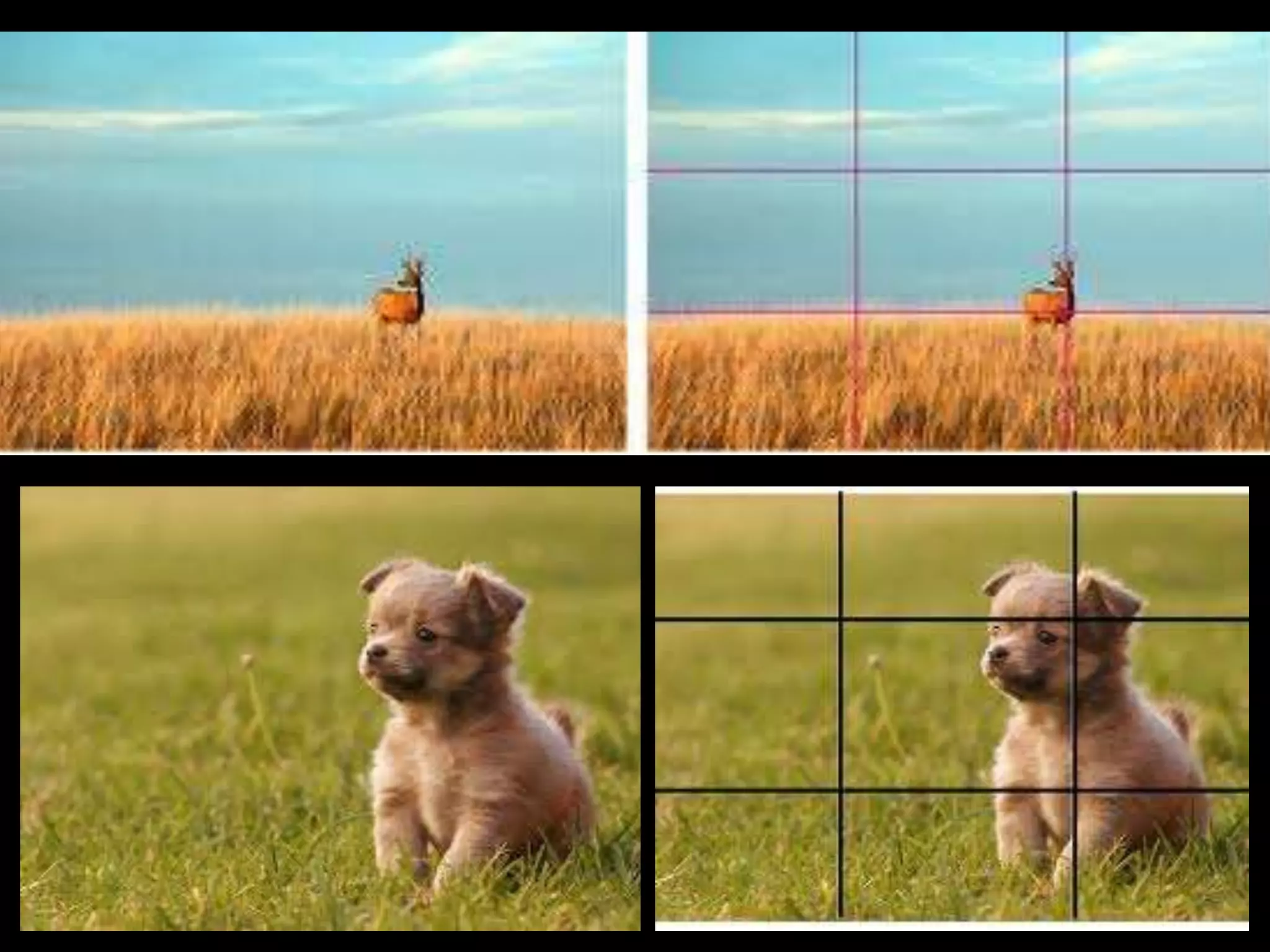 Composition in Photography | PPTX