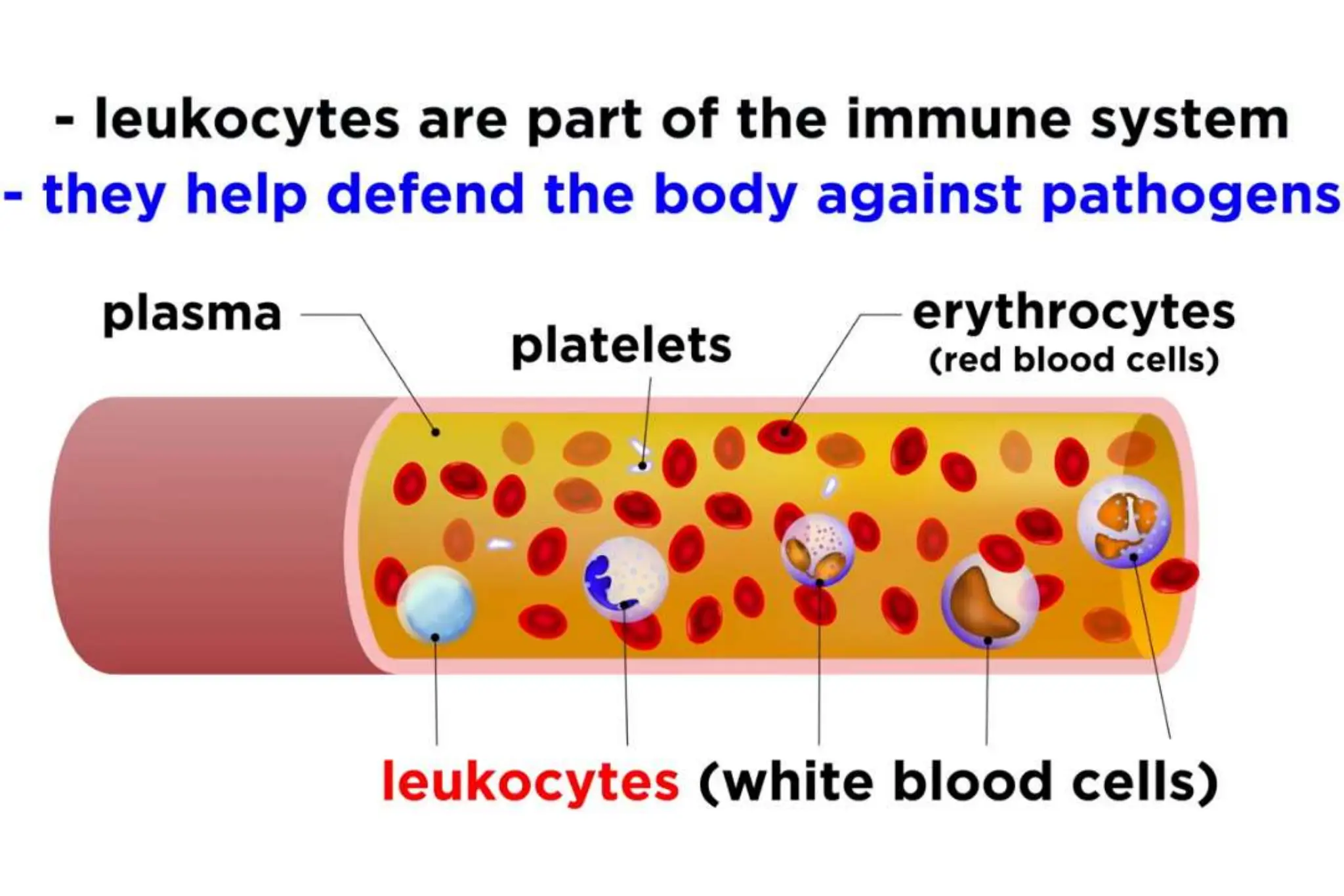 Composition and Functions of the Blood.pptx
