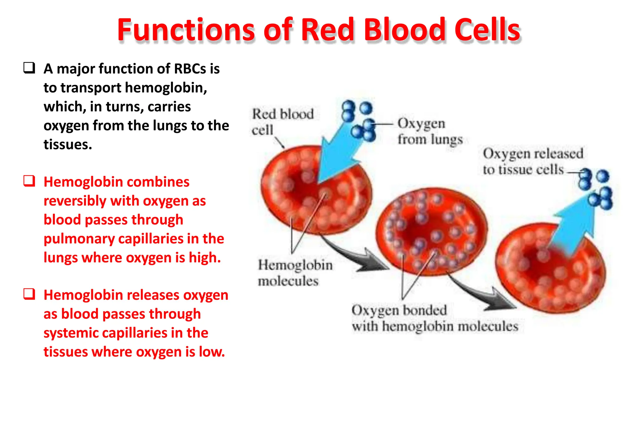 Composition and Functions of the Blood.pptx