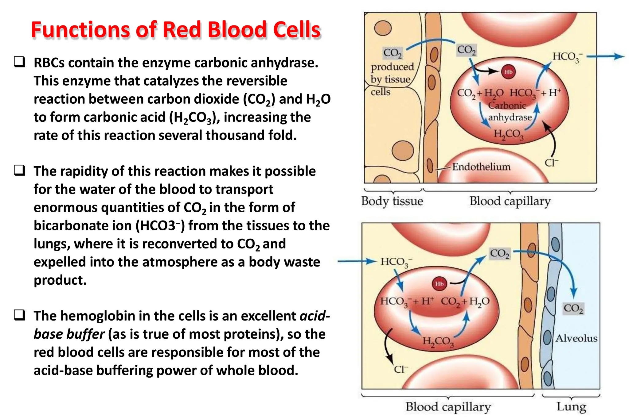 Composition and Functions of the Blood.pptx