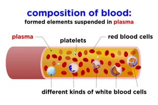 Composition and Functions of the Blood.pptx