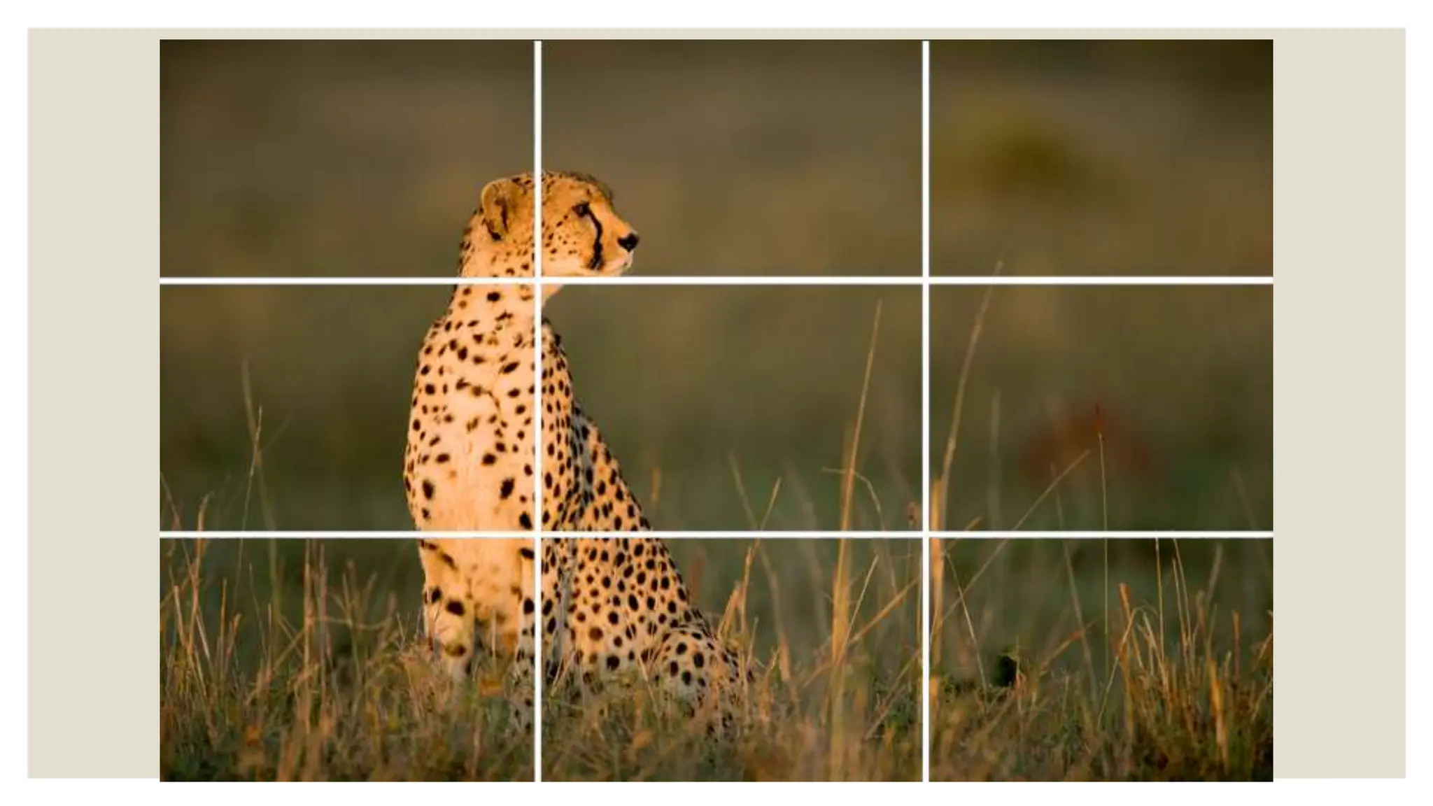 composition in photography.pptx