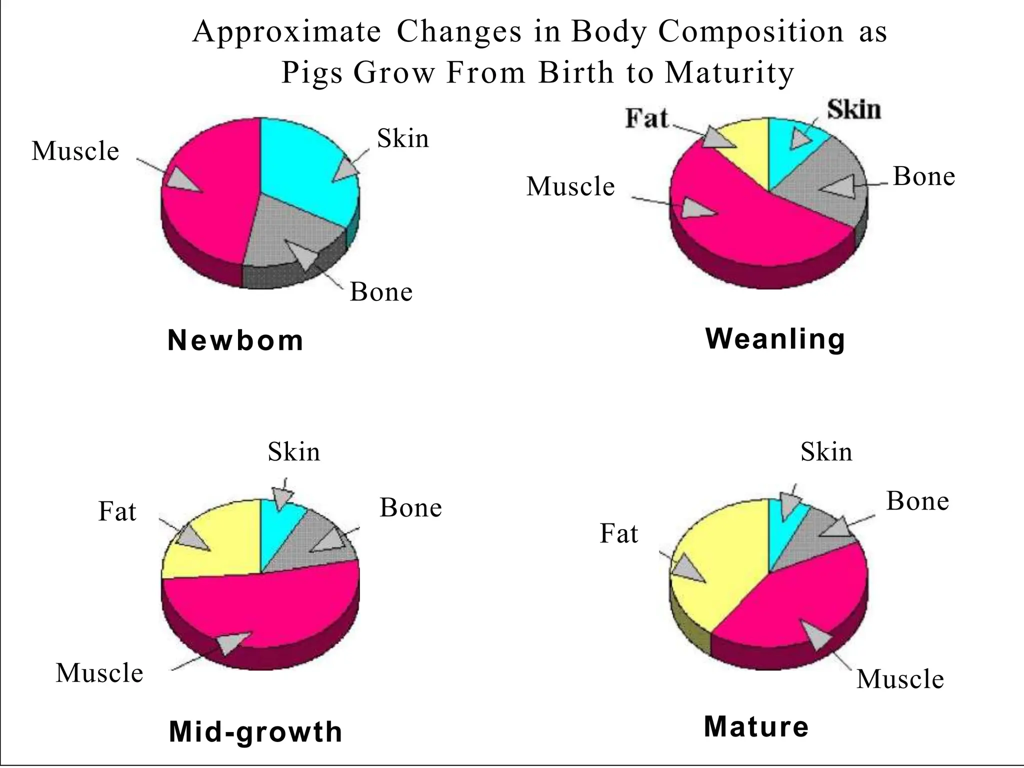 Composition of Animal & Plants Body slide share.pptx